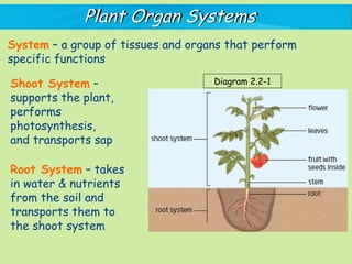 Science All About the plant_organ_systems.ppt