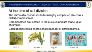 2.2 Cell Division - Genetics (1 ).pptx