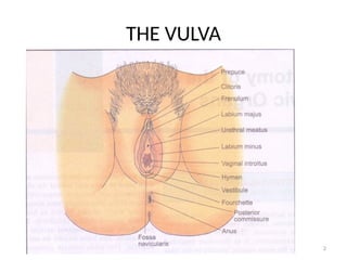 2. EXTERNAL AND INTERNAL FEMALE GENITALIA(Syn Vulva,Pudendum).pptx
