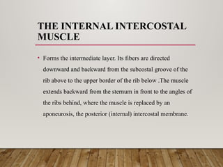2. Typical and atypical ribs anatomy.pptx