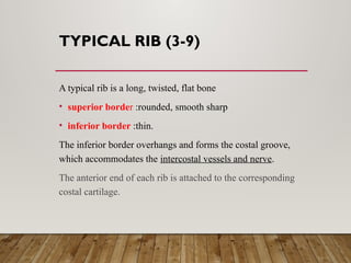 2. Typical and atypical ribs anatomy.pptx