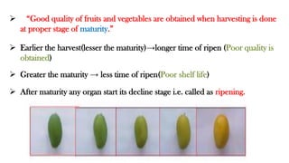 2. Maturity Indices of Fruits&Vegetables | PDF