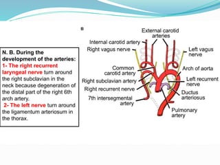 2. Derivatives of Pharyngeal Arch Arteries, Fetal & Neonatal ...