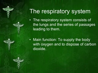 Comprehensive Overview of the Human Respiratory System Anatomy and ...