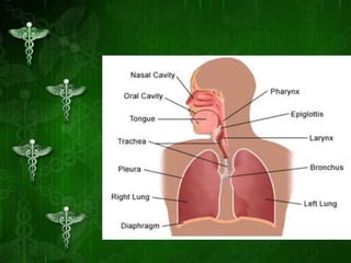 Comprehensive Overview of the Human Respiratory System Anatomy and ...