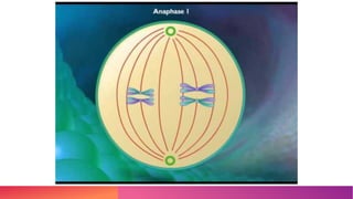 Comprehensive Overview of the Cell Cycle and Its Phases | PDF