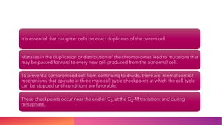 Comprehensive Overview of the Cell Cycle and Its Phases | PDF