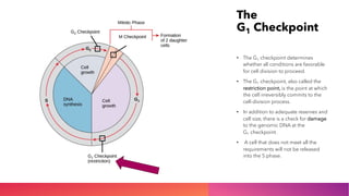 Comprehensive Overview of the Cell Cycle and Its Phases | PDF