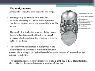 Comprehensive Overview of Craniofacial Growth and Development in ...