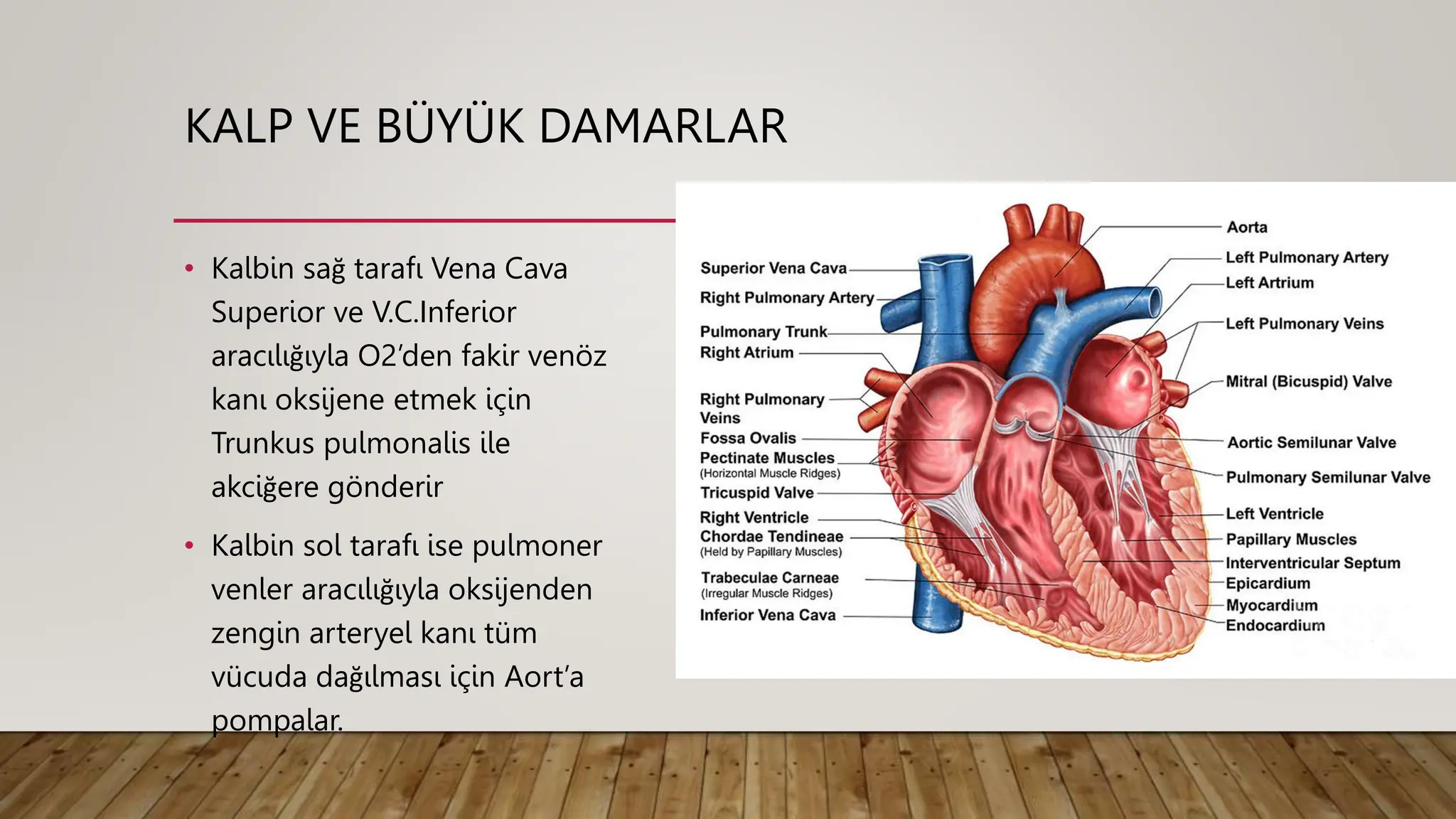2-3-mediastinum ve kalp.pptx