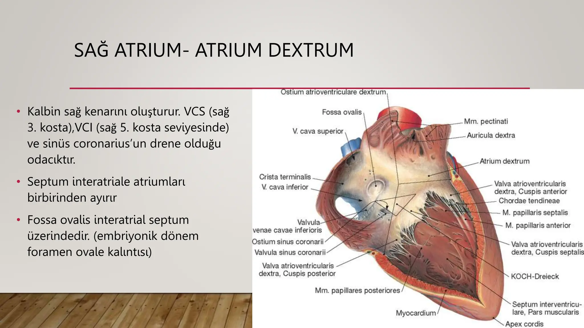 2-3-mediastinum ve kalp.pptx