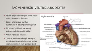 2-3-mediastinum ve kalp.pptx