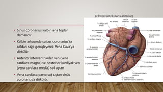 2-3-mediastinum ve kalp.pptx