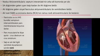 2-3-mediastinum ve kalp.pptx