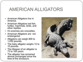 2 327 american alligators | PPTX