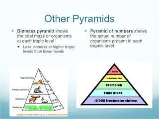 2.3 ecology notes | PPT | Biological Sciences | Science