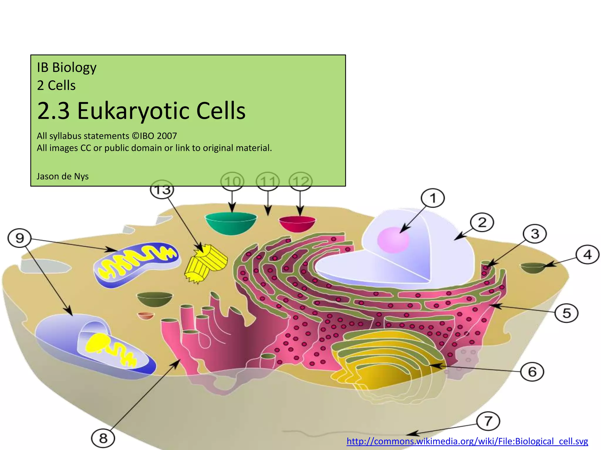 IB Biology Core 2.3: Eukaryotic Cells | PPTX