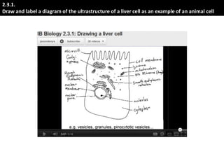 IB Biology Core 2.3: Eukaryotic Cells | PPTX
