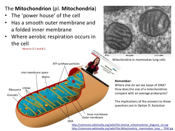 Eukaryotic Cells Openstax Biology