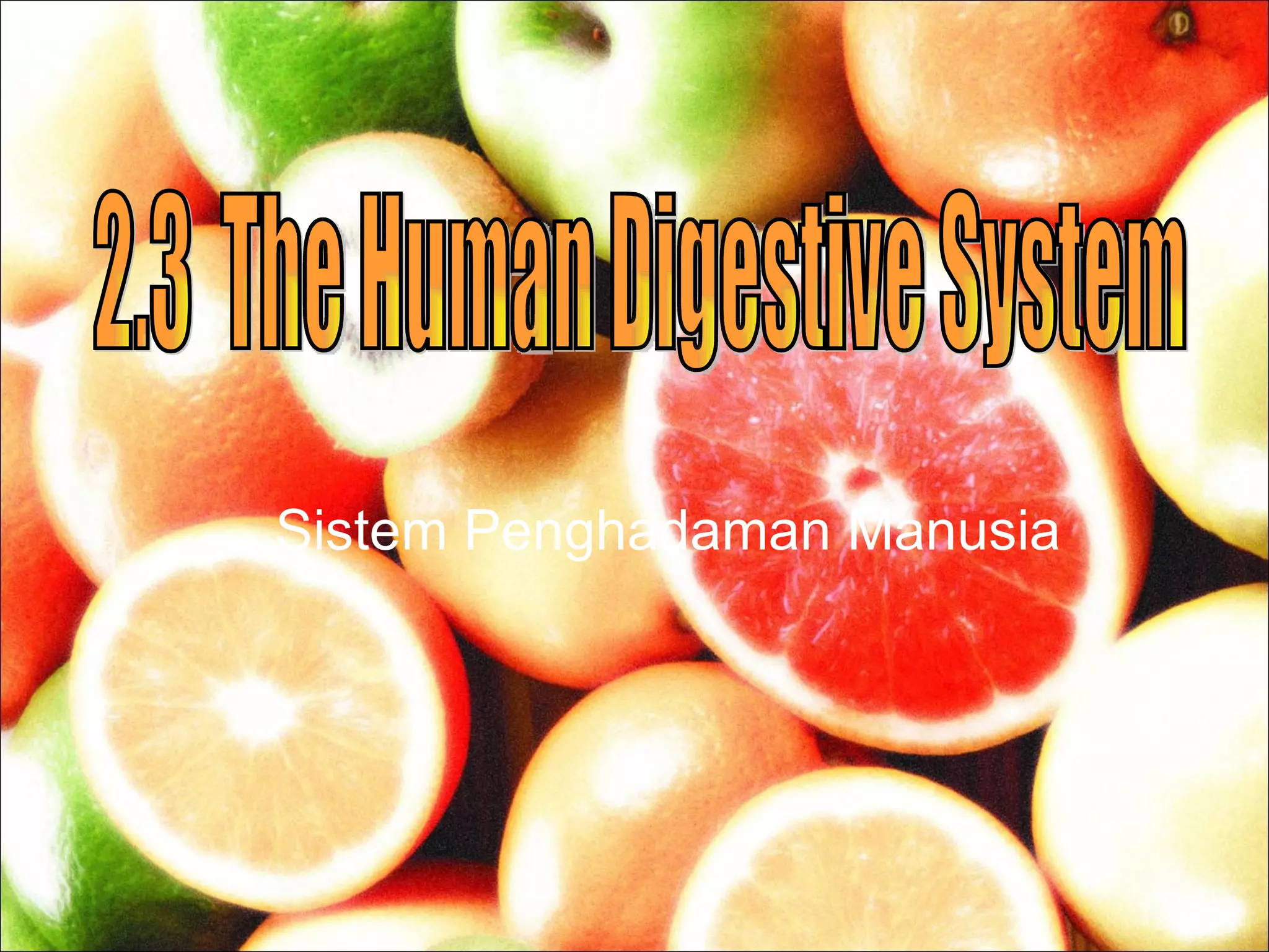 2.3 human digestive system | PPT