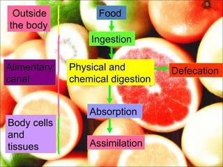 2.3 human digestive system | PPT