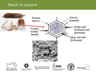 2.3 session by tuxen novozymes cassava-presentation | PPT | Agriculture ...