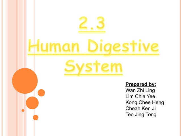 2.3 the human digestive system | PPT