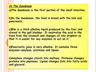 2.3 the human digestive system | PPTX