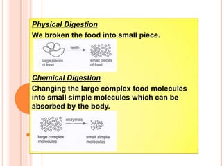 2.3 the human digestive system | PPT