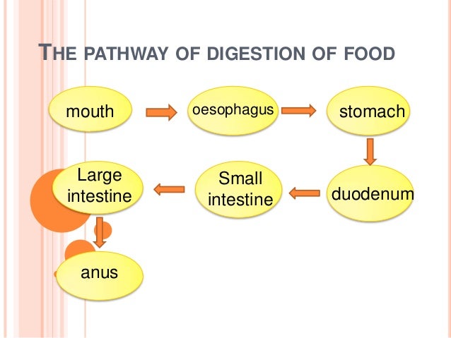 2.3 the human digestive system