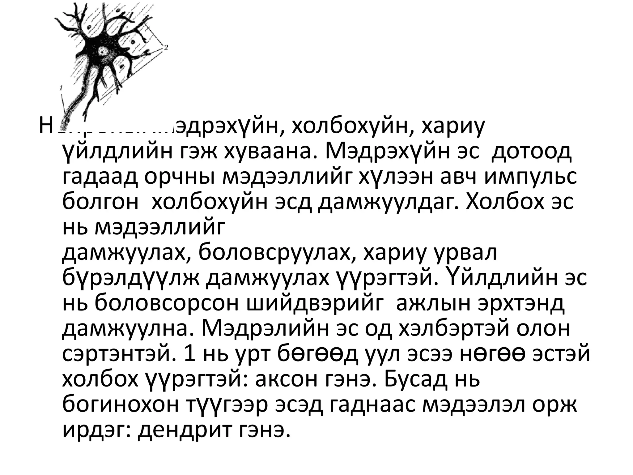 мэдрэлийн тогтолцоо 2 4