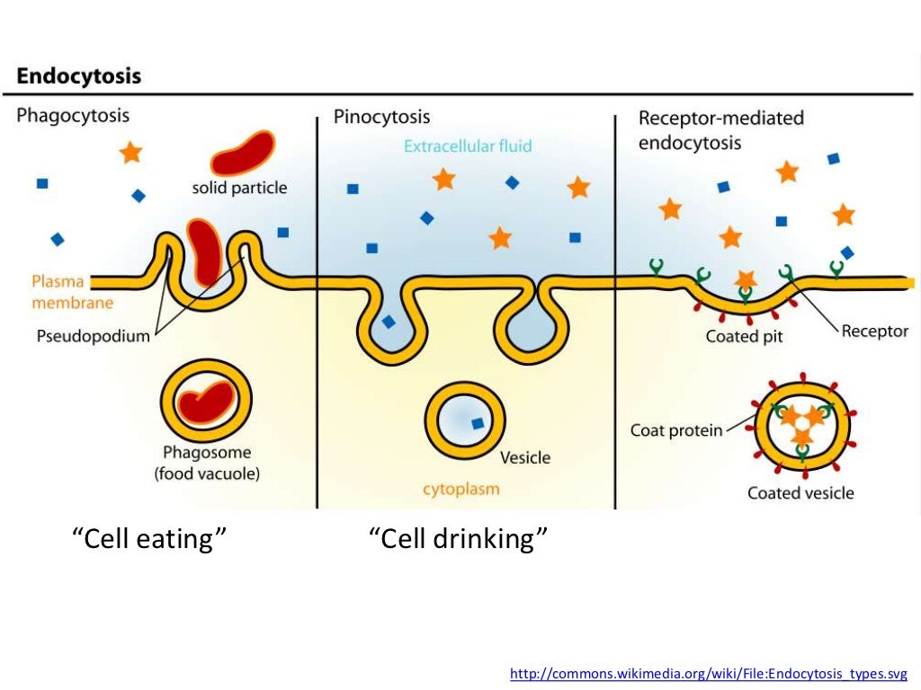 “Cell eating” “Cell drinking” http://commons.wikimedia.org/wiki/File:…