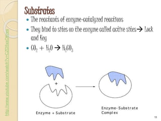 2-4: Chemical Reactions and Enzymes | PPTX