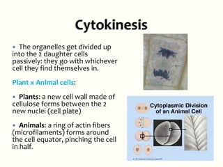 2.5 Cell Cycle and Mitosis PPT | PPTX