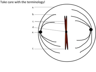 Cell Division - Mitosis | PPT