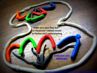 IB Biology Core 2.5: Cell Division | PPTX