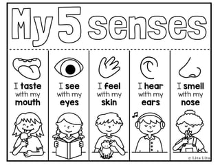 los5 sentidos actividades inglesy español.pdf