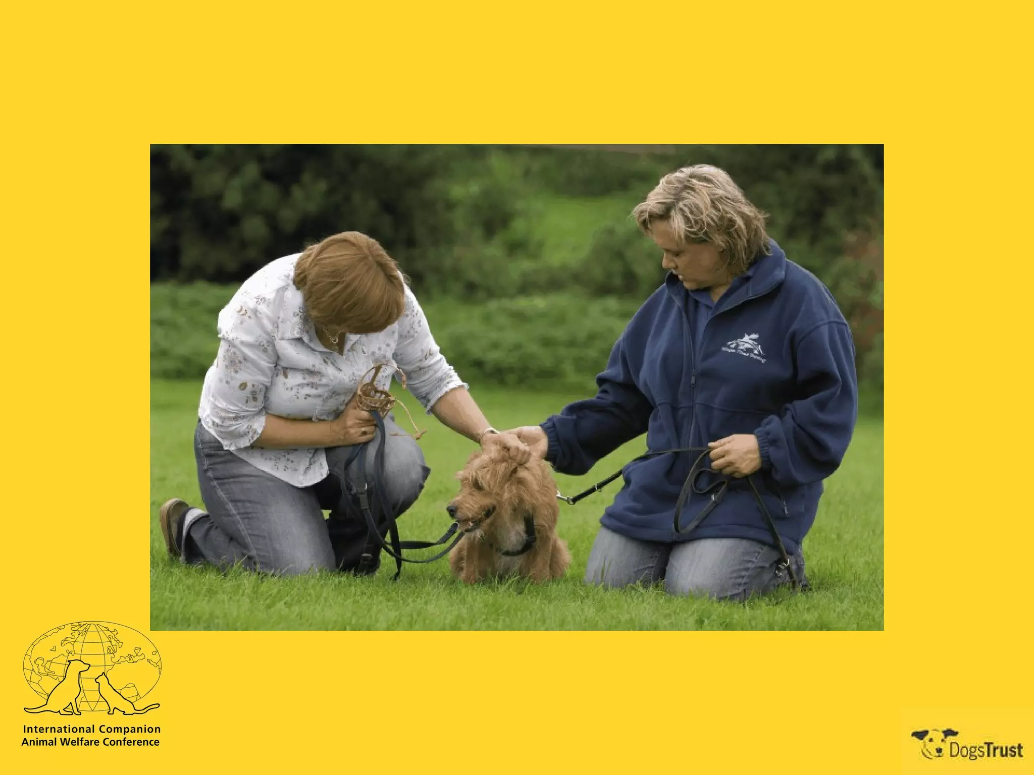 Tellington Touch - Sarah Fisher | PPT