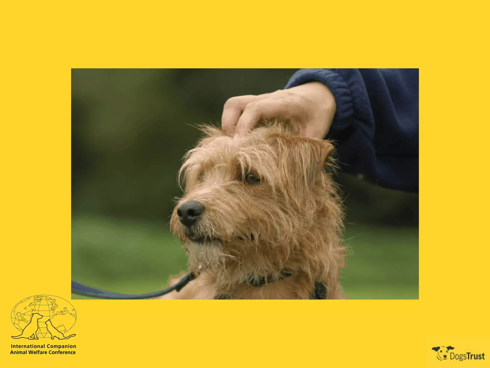 Tellington Touch - Sarah Fisher | PPT