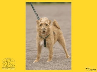 Tellington Touch - Sarah Fisher | PPT