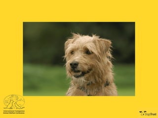 Tellington Touch - Sarah Fisher | PPT