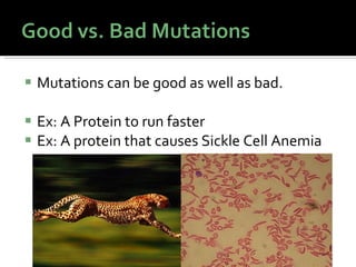 2 8 Mutation | PPT