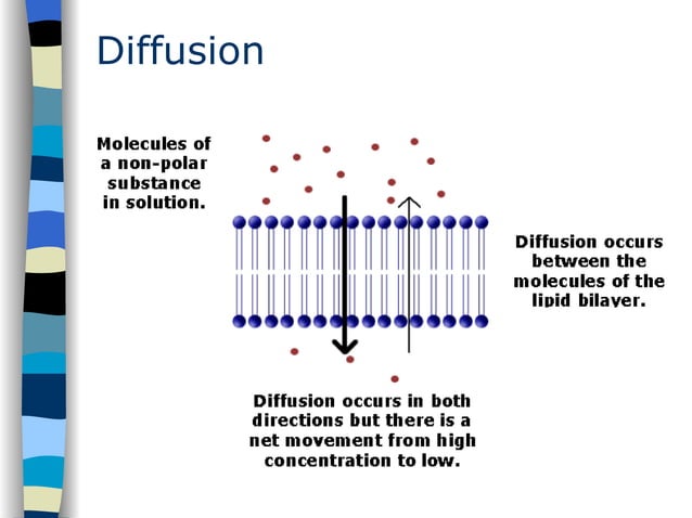 2. Absorption & Secretion Of Materials | PPT