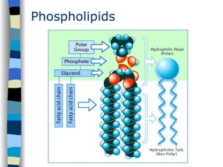 2. Absorption & Secretion Of Materials | PPT
