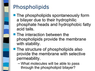 2. Absorption & Secretion Of Materials | PPT