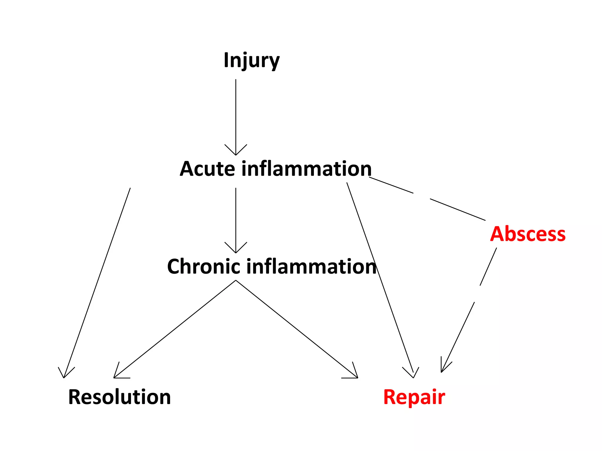 acute inflammation | PPT