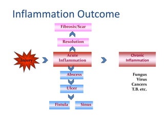 acute inflammation | PPT