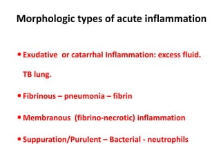 acute inflammation | PPT