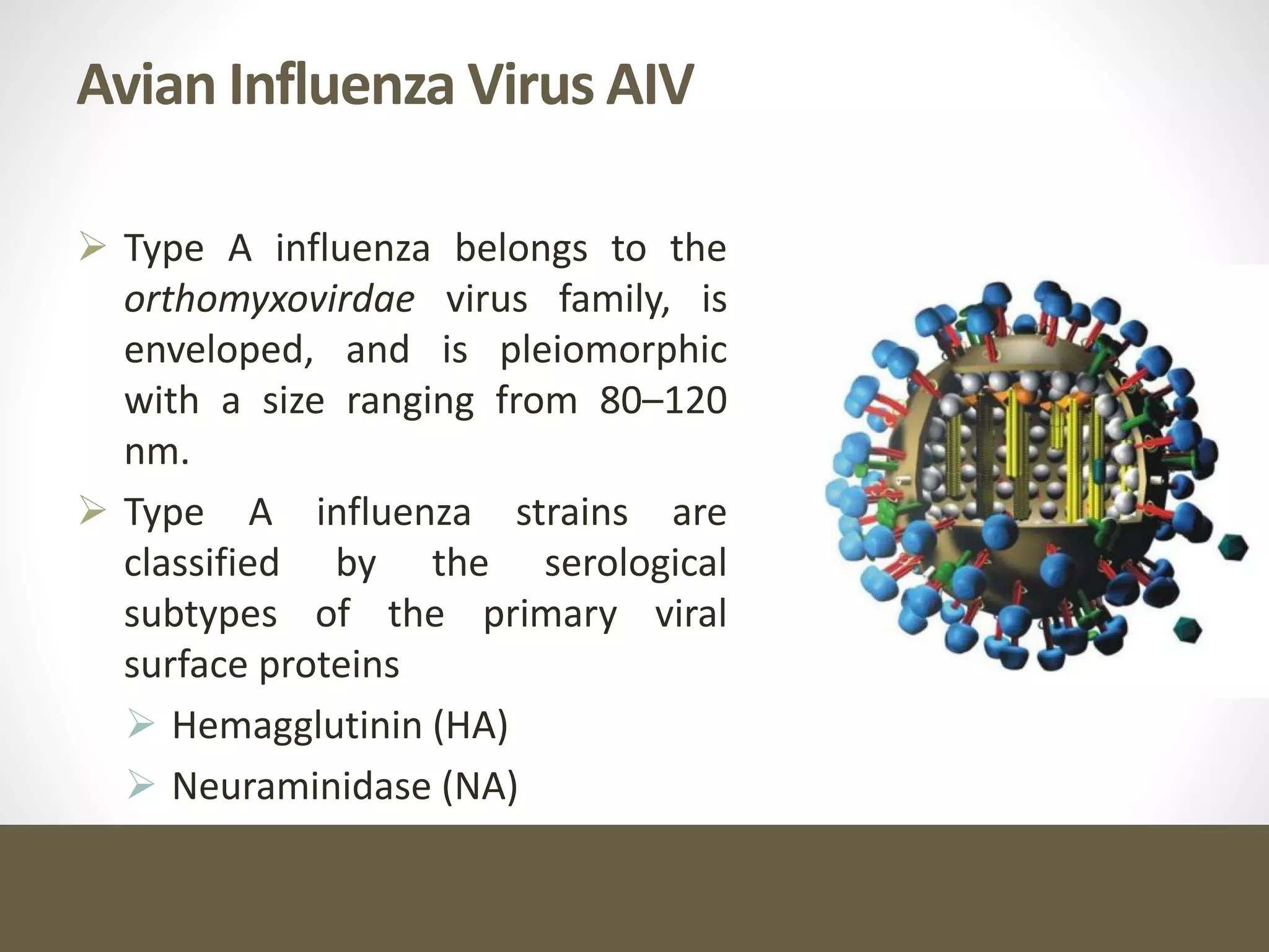 Avian Influenza Virus | PPTX