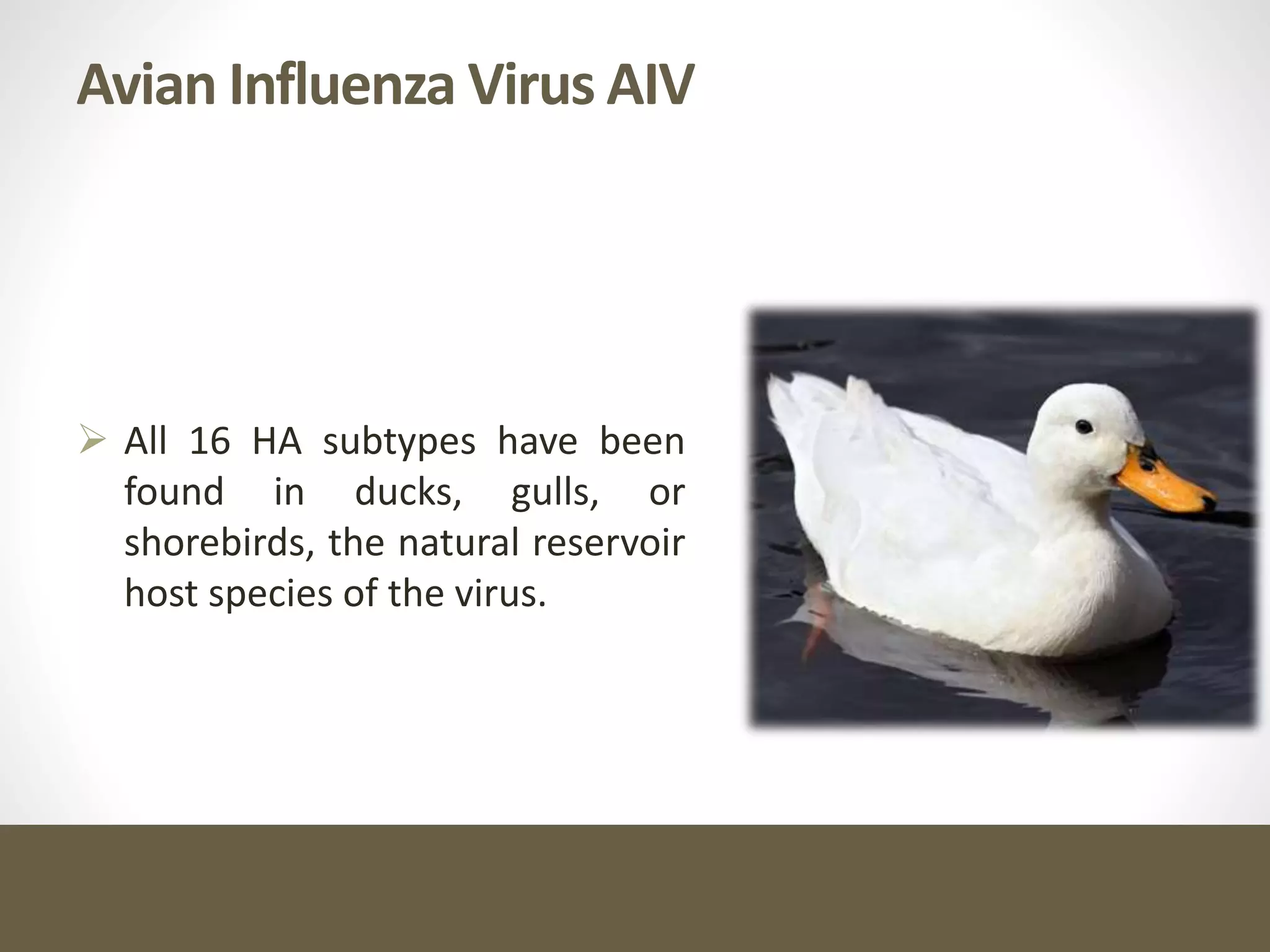 Avian Influenza Virus | PPTX